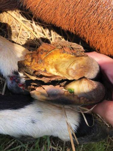 Goat Feet and Hoof Care - Grit